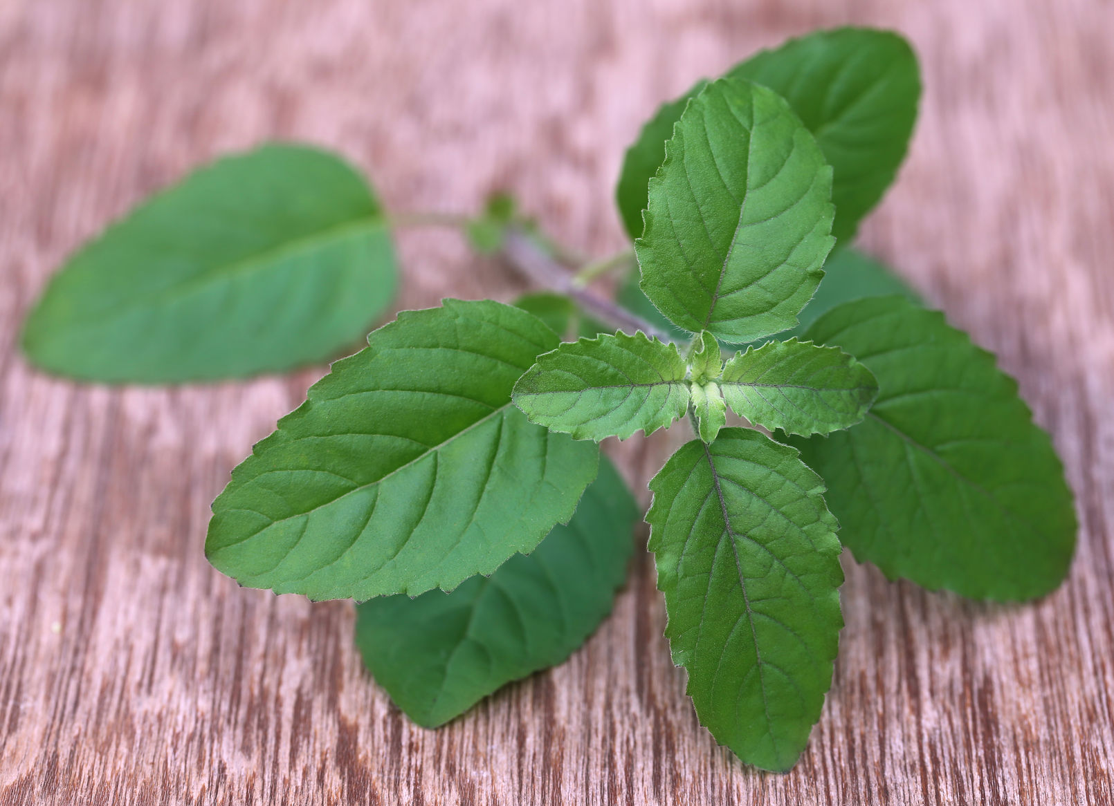 Bazylia – odmiany, zastosowanie, właściwości lecznicze, przepisy - WP ...