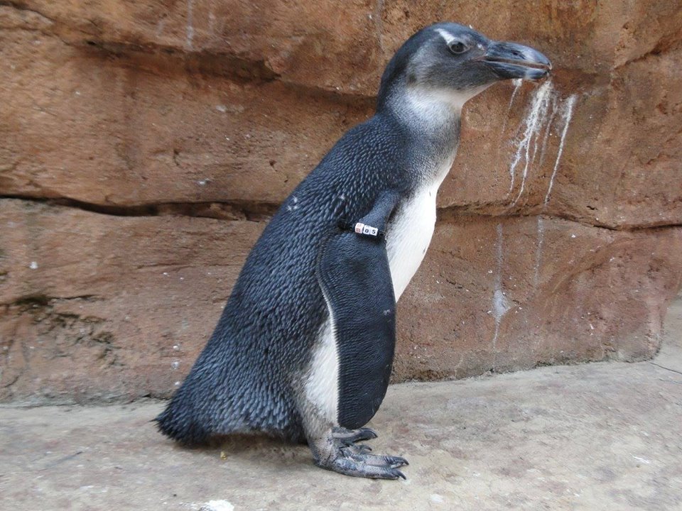 Janush nie żyje. Tragedia w ZOO we Wrocławiu - WP Wiadomości