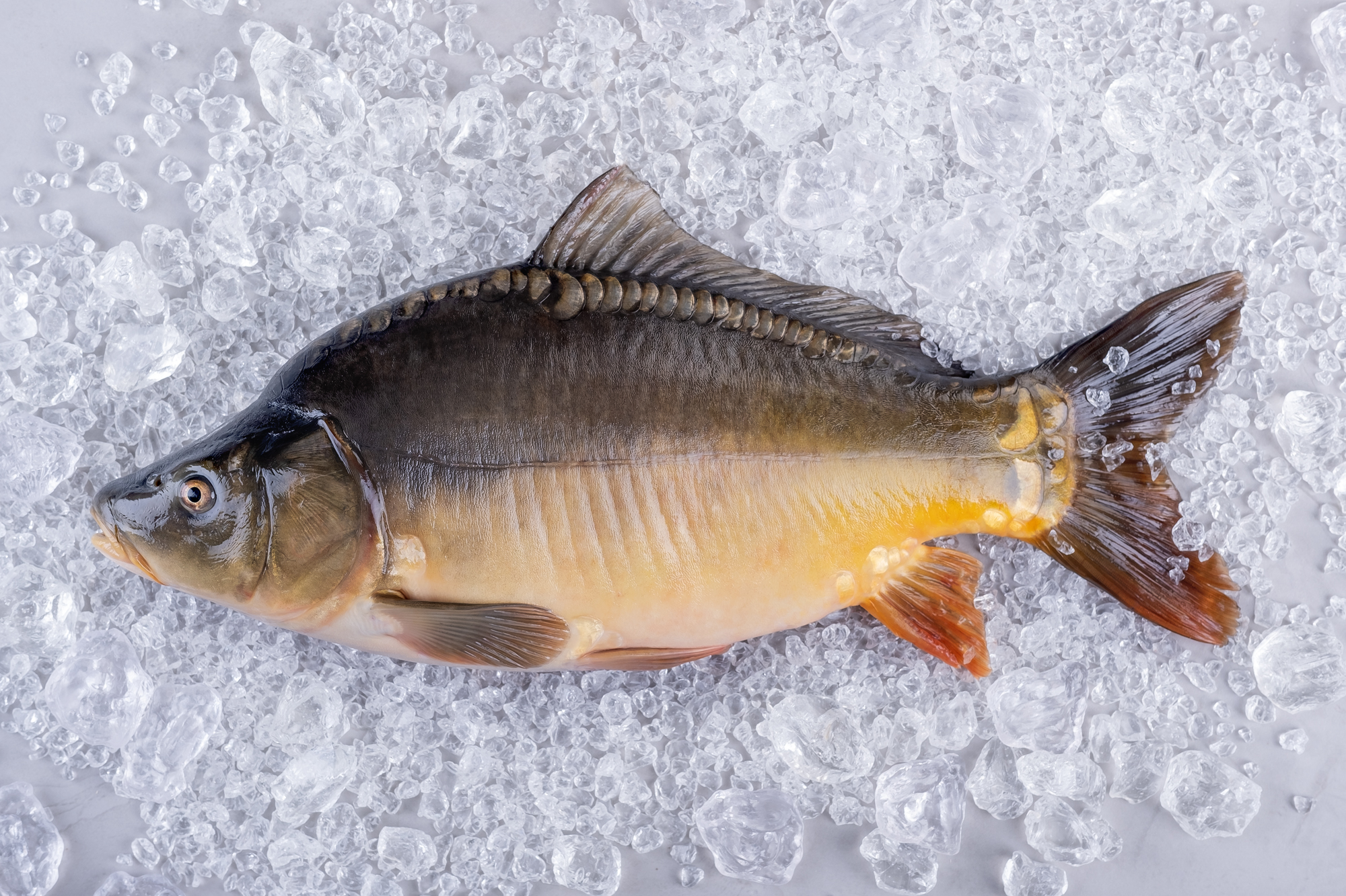 Zdrów jak ryba. Kupujemy świeżego karpia – Polski Karp – O!KARP ...