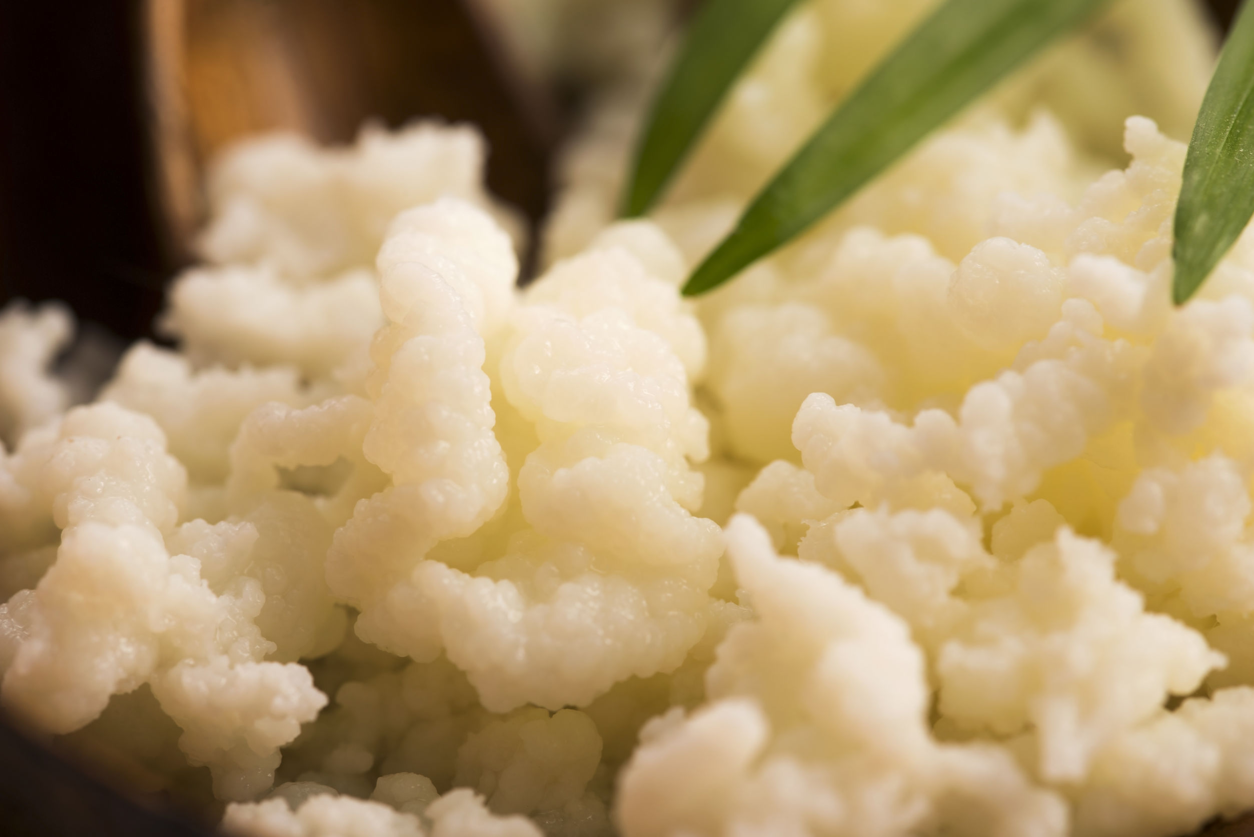 Grzybek tybetański – naturalny probiotyk - WP Kobieta