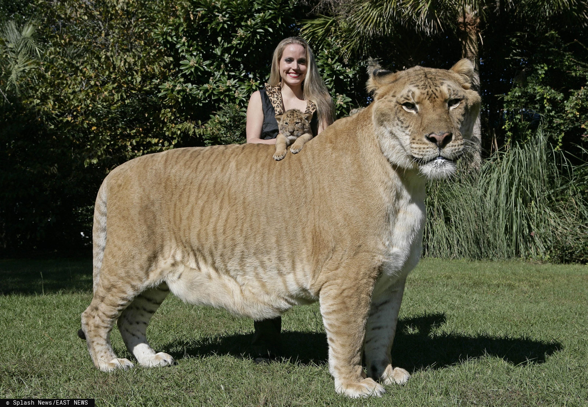 Baoen's Lion : r/zen