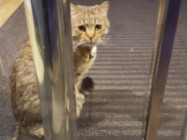 Kot rabuś hitem sieci. Internauci nie mieli litości - o2 - Serce Internetu