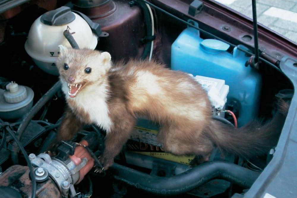 Kuny niszczą samochody. Jak się ich pozbyć? - WP Moto