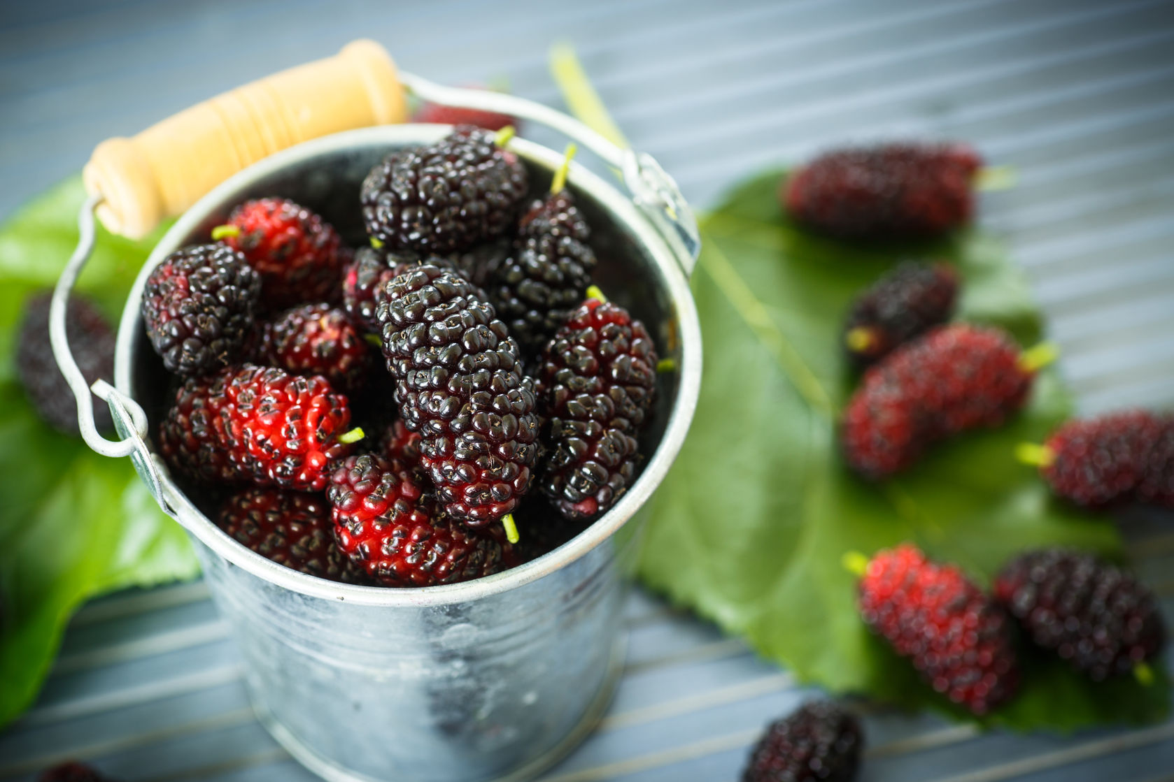 Morwa - niesłusznie zapomniany owoc - WP Kuchnia